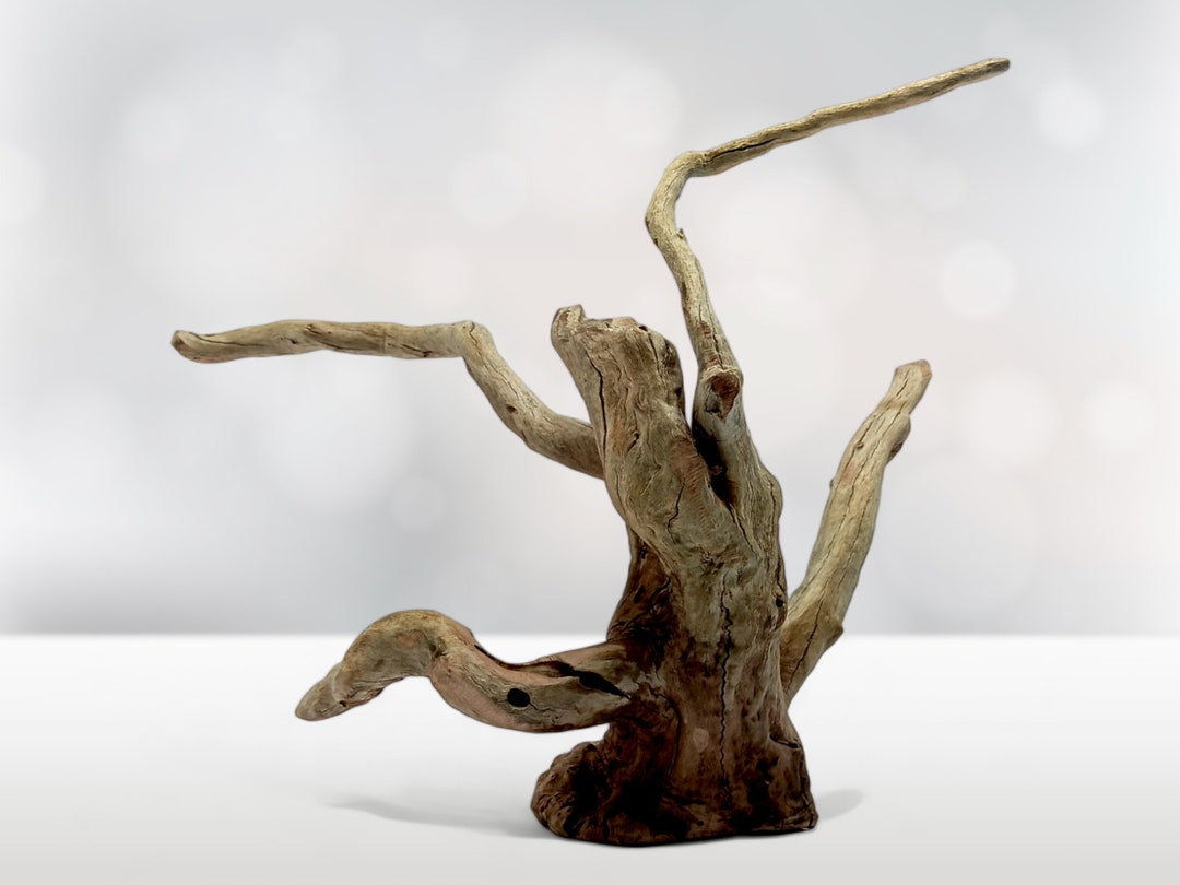 15 Long Manzanita Aquarium Driftwood Burl Base & Branches for ...