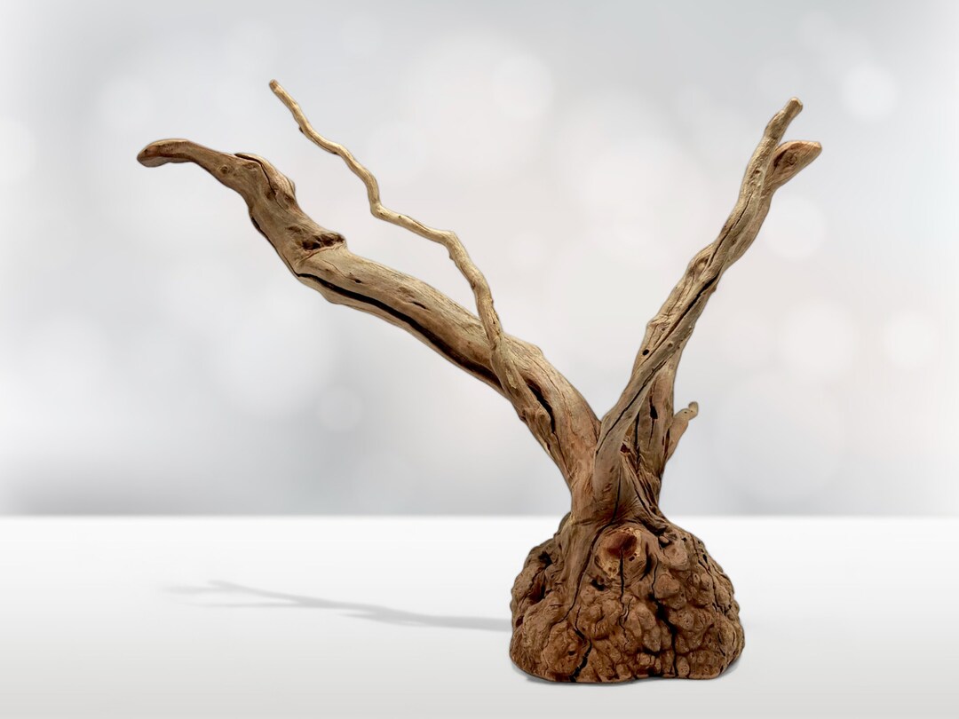 19" Long Manzanita Driftwood Burl Base & Branches for Aquascaping ...