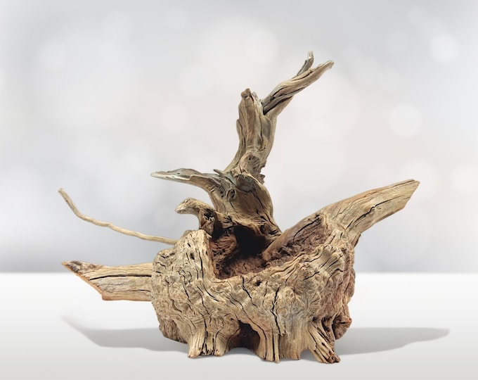 Unique Manzanita Driftwood Burl Base With Branches and Naturally Formed ...