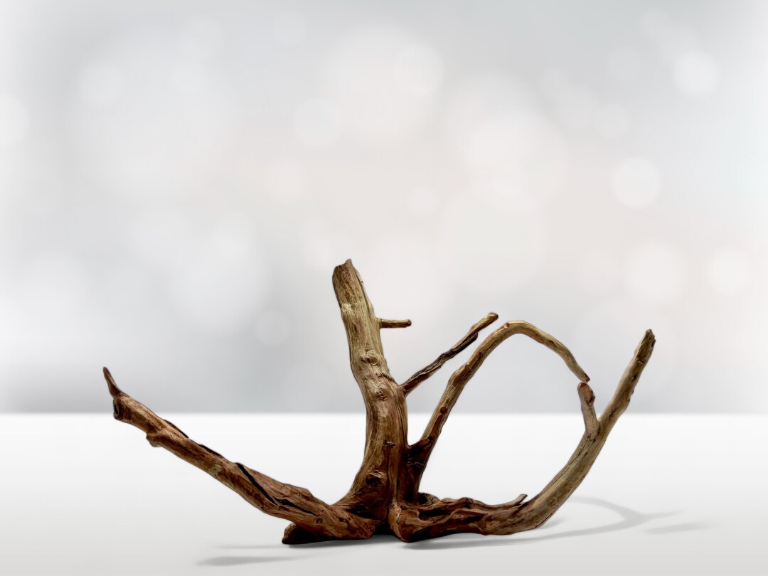 20 Long Manzanita Driftwood Burl Base & Branches for Aquascaping ...