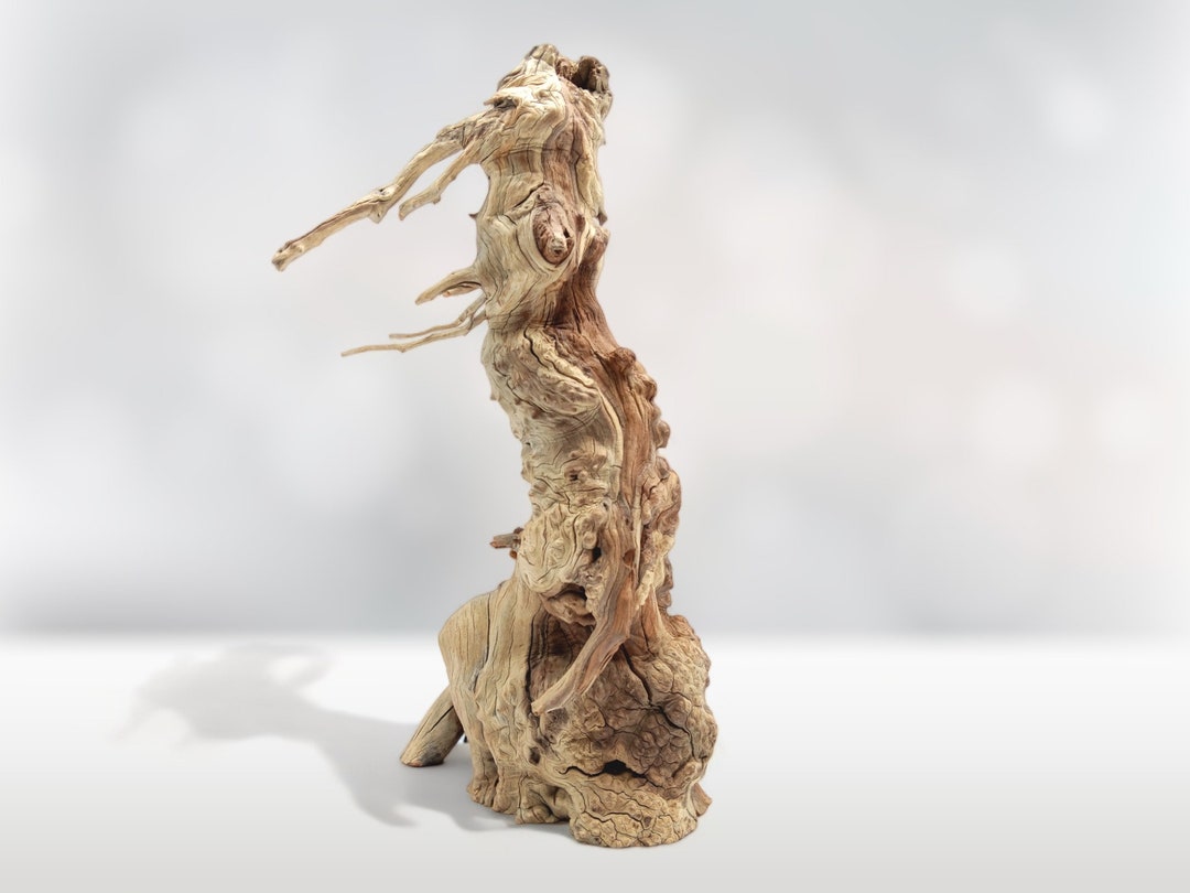 Manzanita Burl & Branch/root 19 Tall Perfect for Aquariums, Terrariums ...