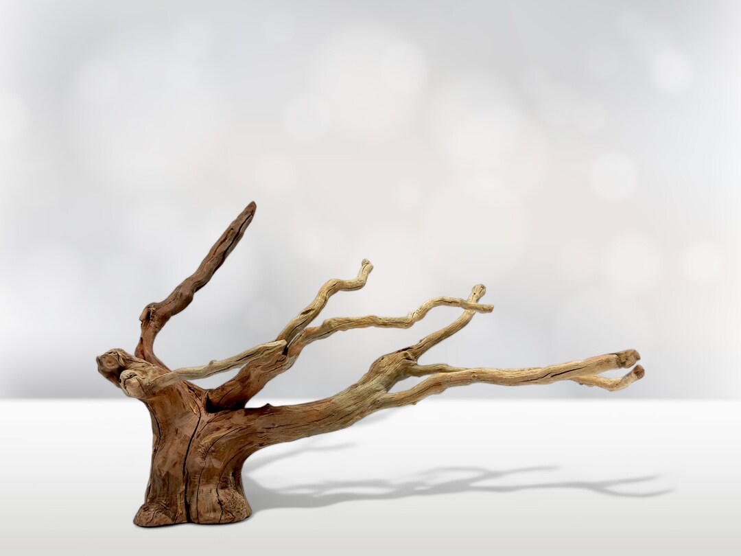 21 Long Manzanita Aquarium Driftwood Burl Base & Branches for ...