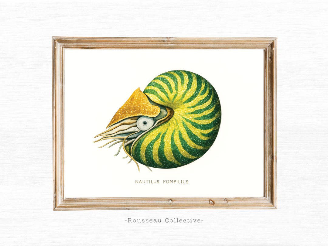 Nautilus Shell Art Print, Ernst Haeckel, Vintage Ocean Illustration ...