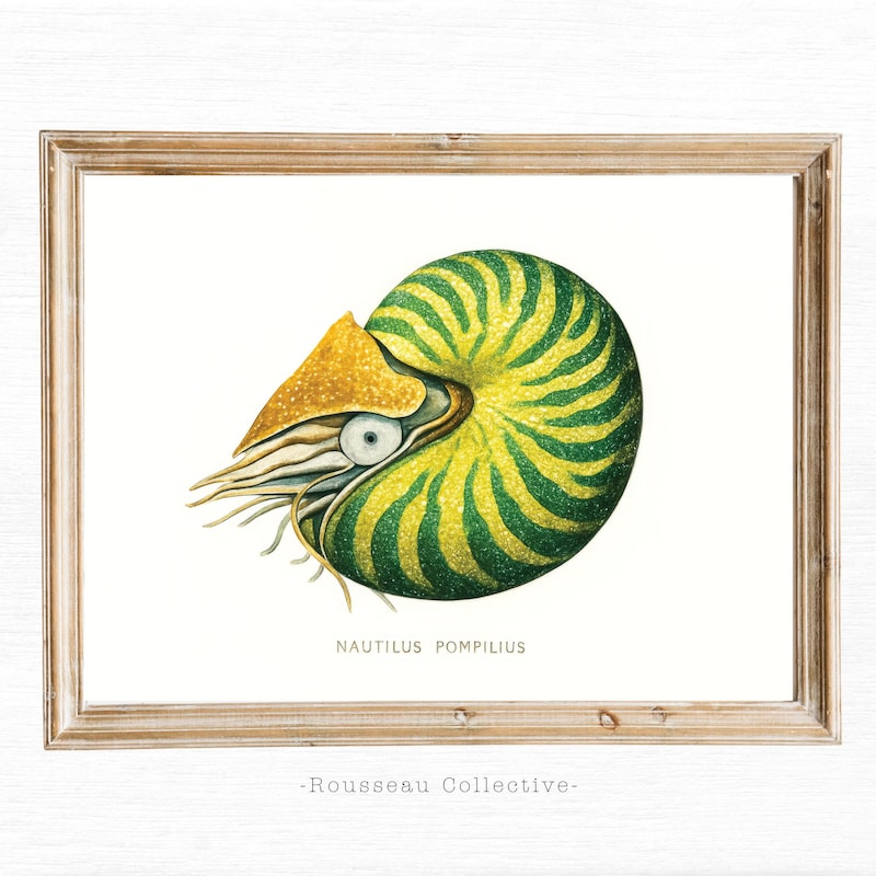 Nautilus Shell Art - Etsy