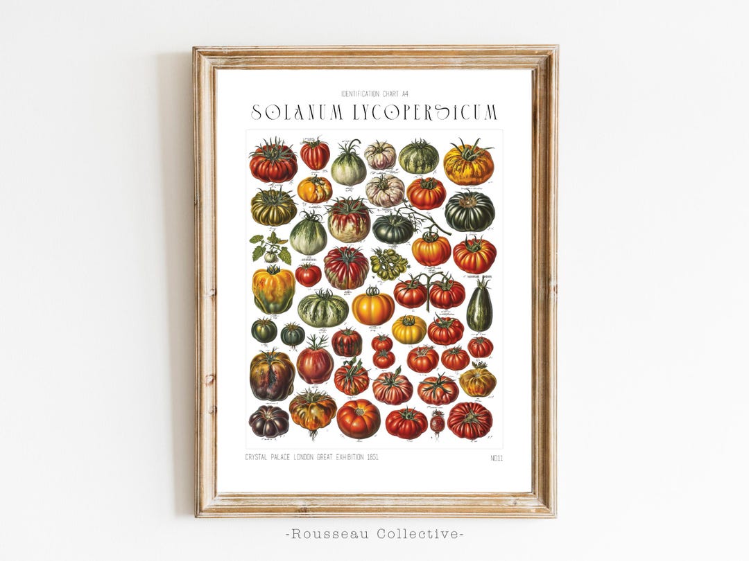 Vintage Tomatoes Illustration Botanical Art Print: Kitchen Wall Decor ...