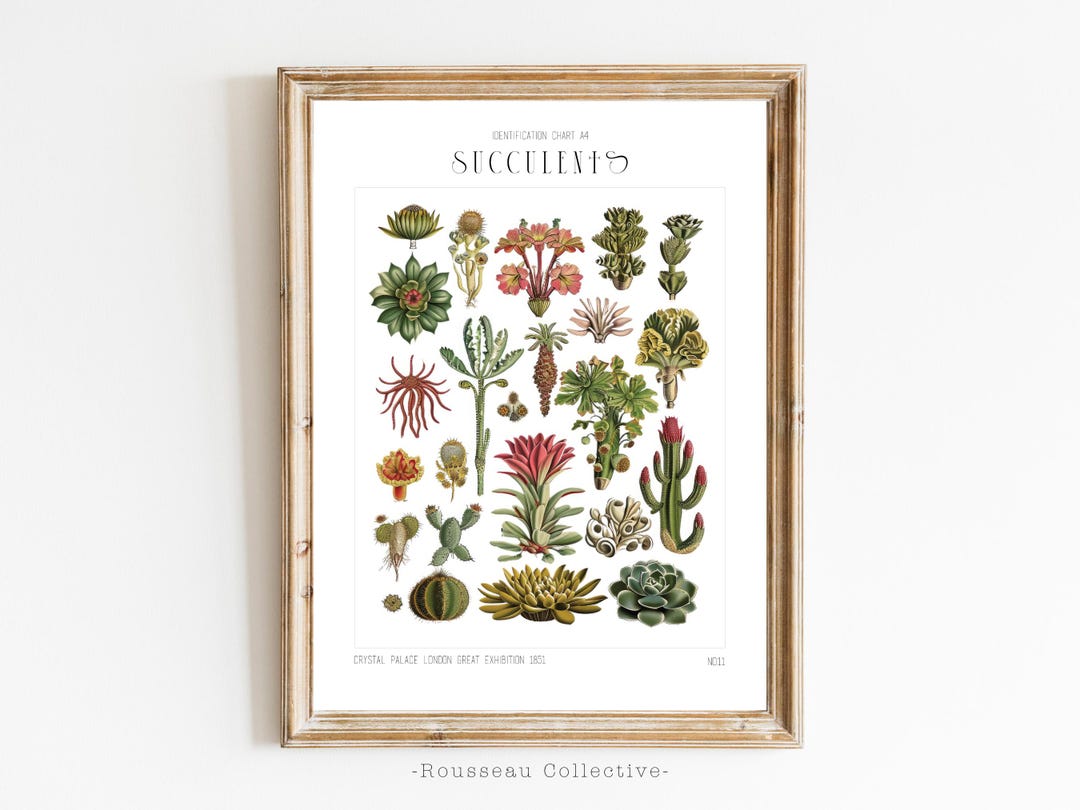 Vintage Succulent & Cactus Identification Chart Art Print – Botanical ...