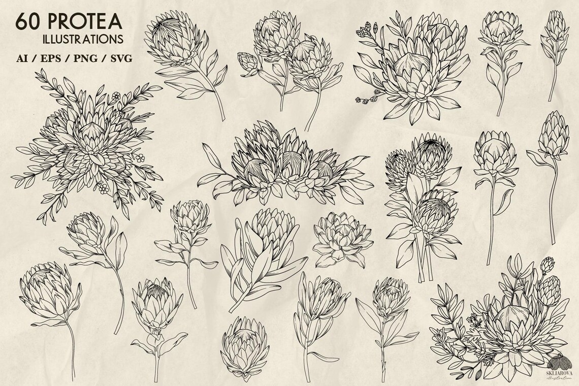 Protea Svg Bundle Line Drawing Protea Flowers Svg Frame Border Svg ...