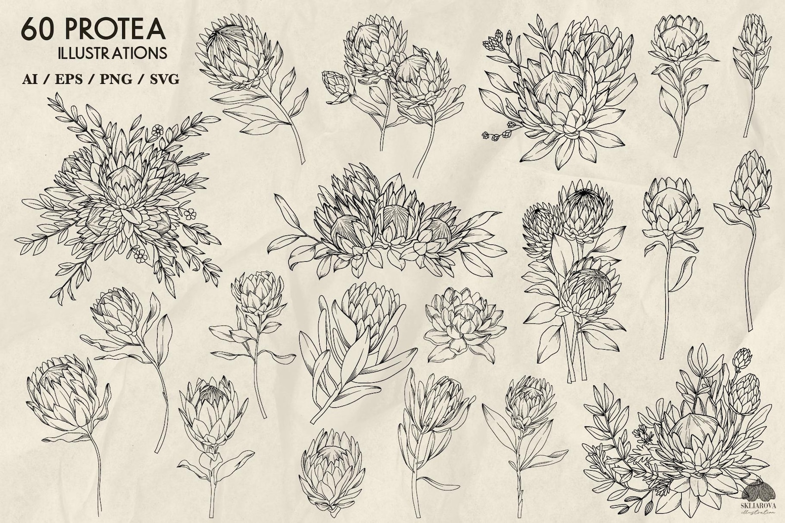 Protea Svg Bundle Line Drawing Protea Flowers Svg Frame Border Svg ...