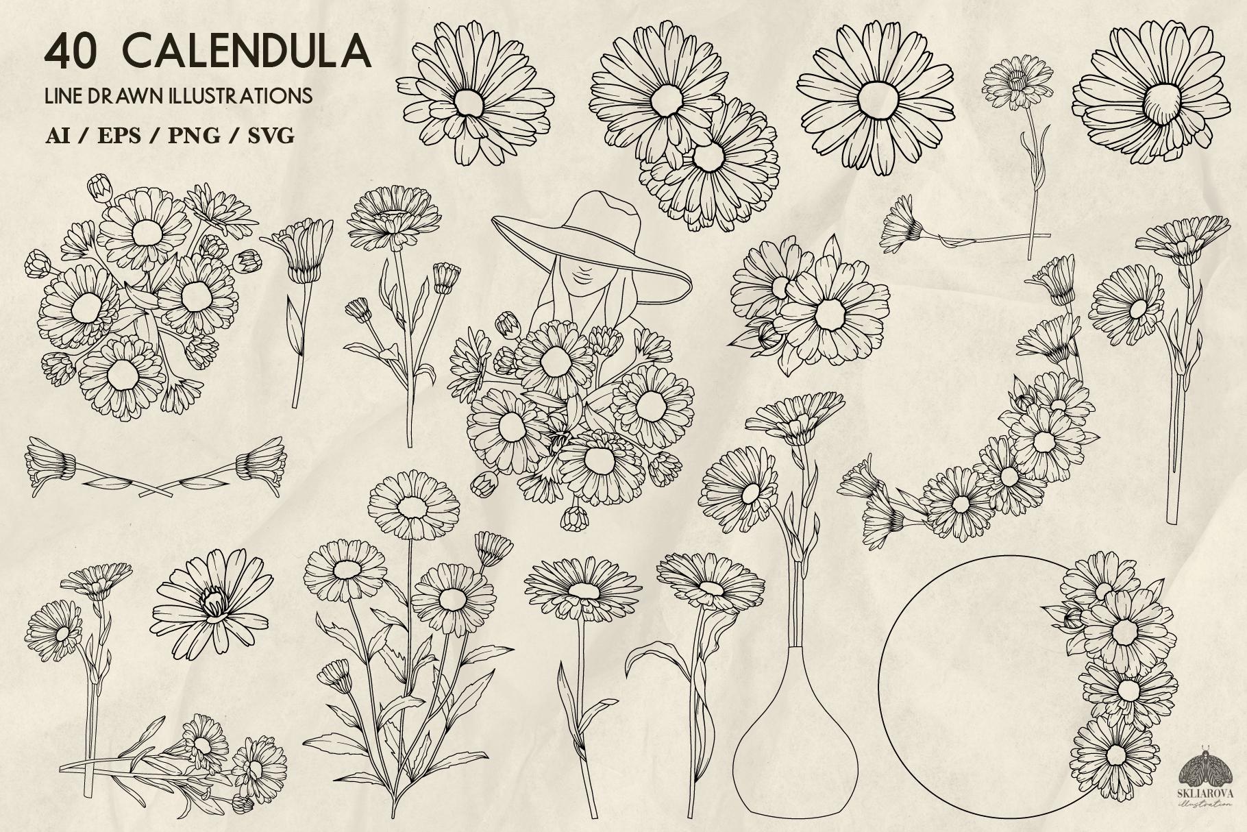 Calendula Line Art SVG Bundle: 40 Floral Vector Illustrations (+ PNG ...