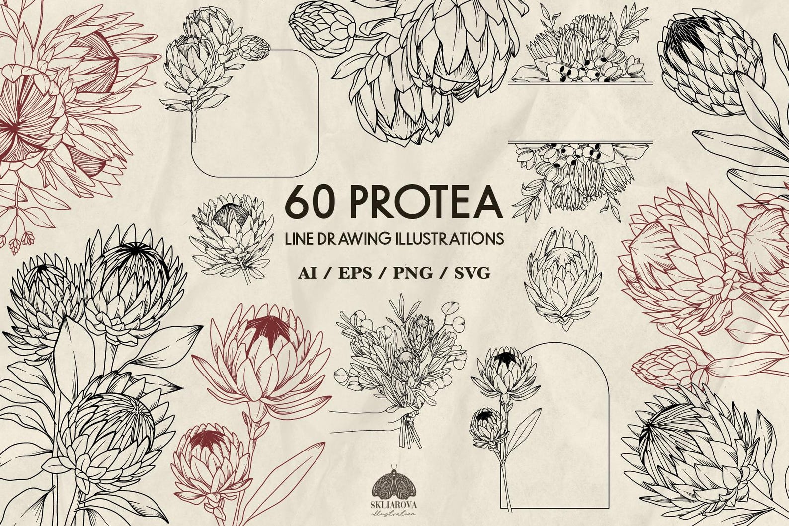 Protea Svg Bundle Line Drawing Protea Flowers Svg Frame Border Svg ...