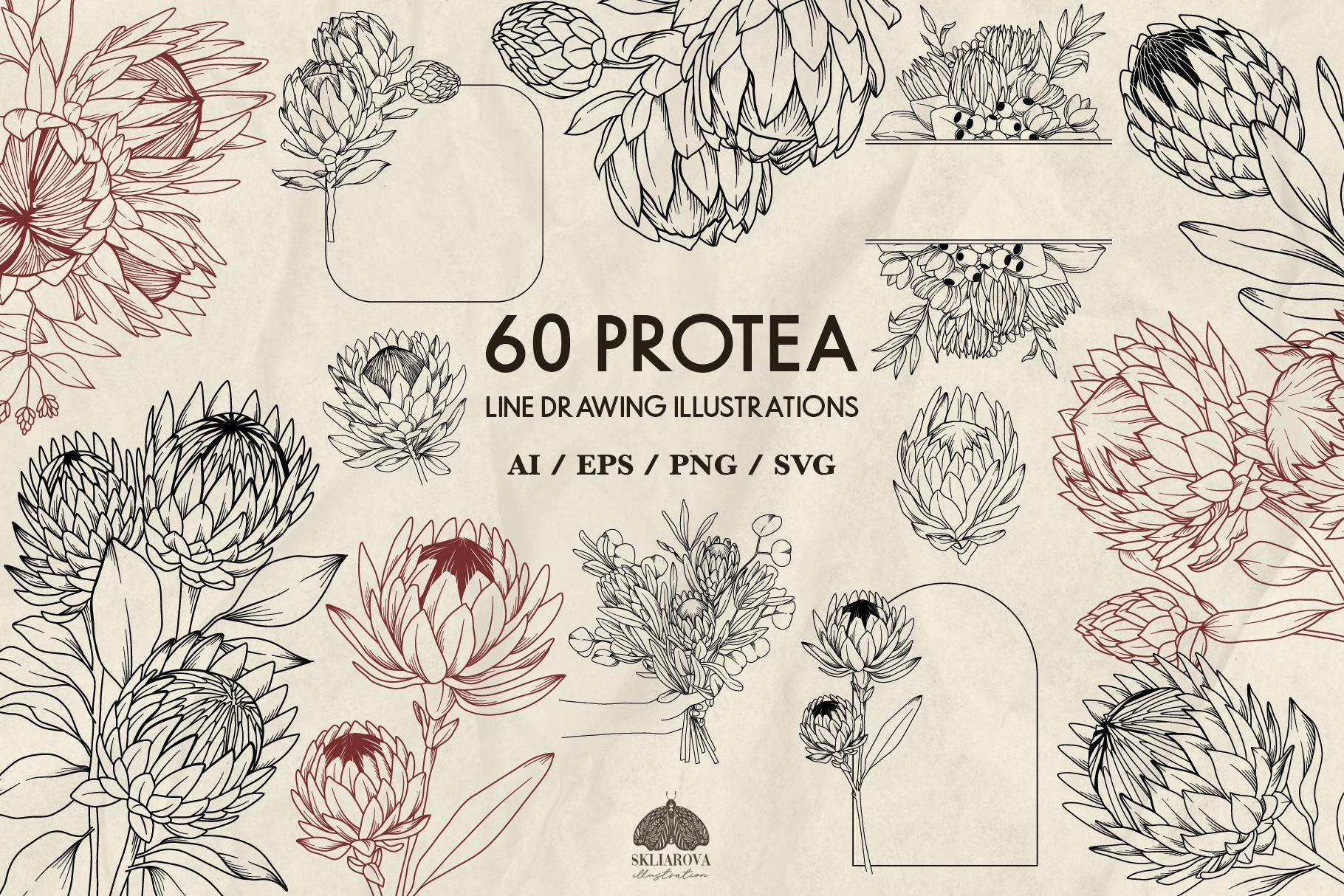 Protea Svg Bundle Line Drawing Protea Flowers Svg Frame Border Svg ...