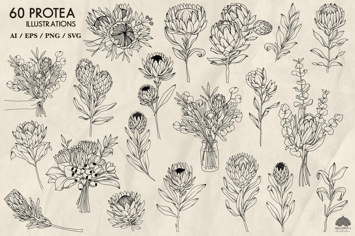 Protea Svg Bundle Line Drawing Protea Flowers Svg Frame Border Svg ...