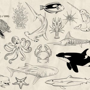 Sea Animals Line Art SVG Bundle: 55 Marine Life Illustrations ( + PNG ...