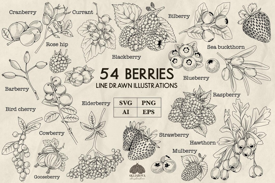 Berry Svg Bundle Berries Svg Blueberry Svg Strawberry Svg Raspberry Svg ...