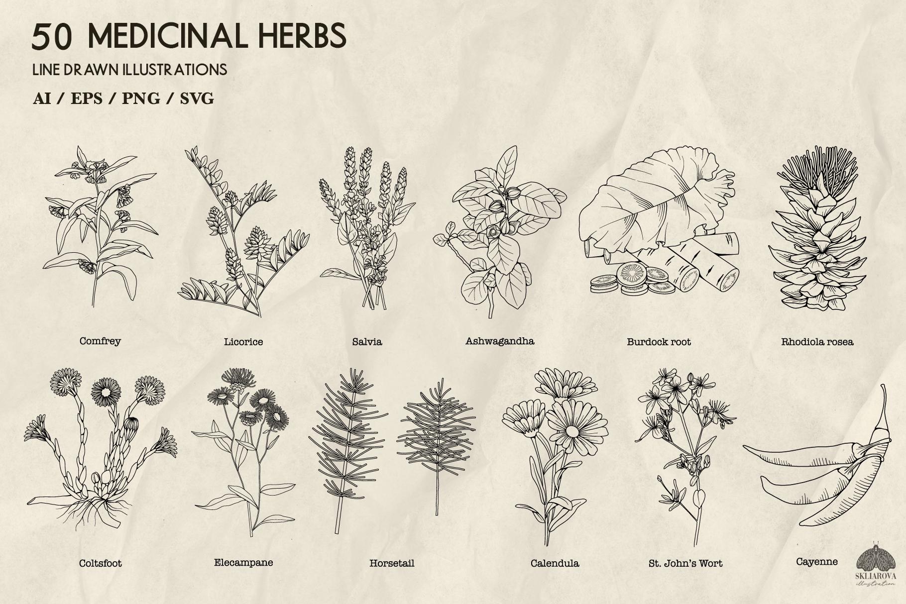 Medicinal Herbs Svg Bundle Line Drawing Healing Plants Png Svg ...