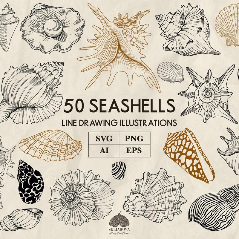Seashells Svg - Etsy