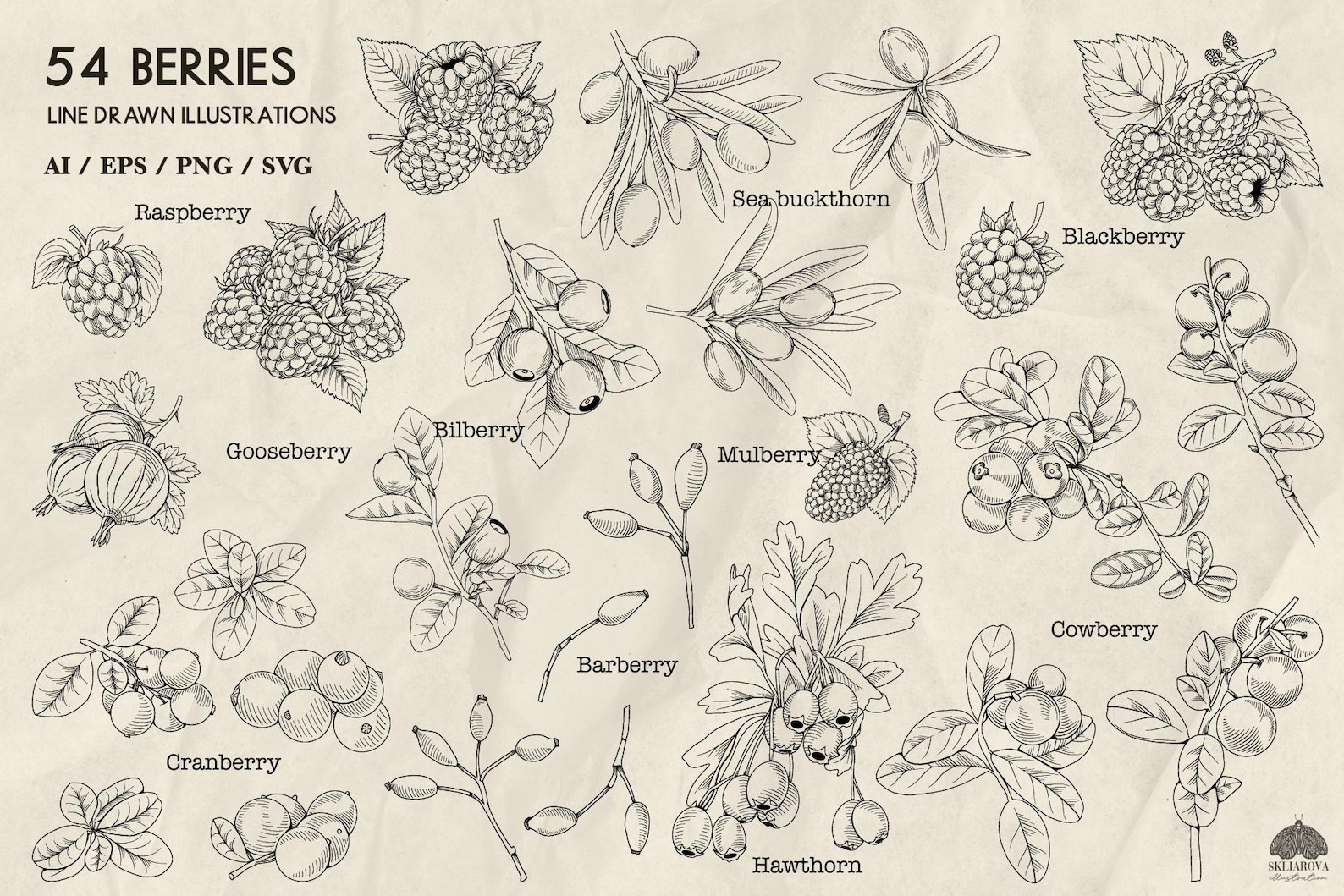 Berry Svg Bundle Berries Svg Blueberry Svg Strawberry Svg Raspberry Svg ...