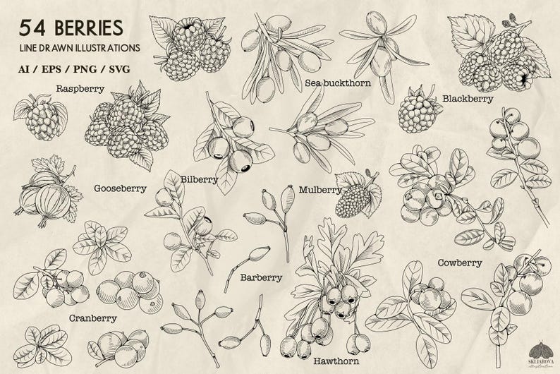 Berry Svg Bundle Berries Svg Blueberry Svg Strawberry Svg Raspberry Svg ...