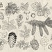 Fall Botanical Line Art SVG Bundle: 70 Autumn Floral Vector ...