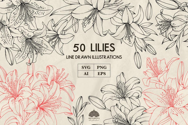 Lily SVG Bundle: 50 Botanical Hand Drawn Line Illustrations (+ PNG, EPS ...
