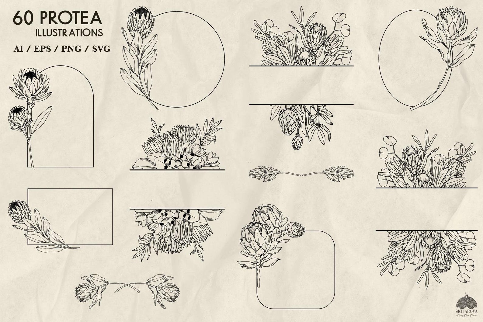 Protea Svg Bundle Line Drawing Protea Flowers Svg Frame Border Svg ...