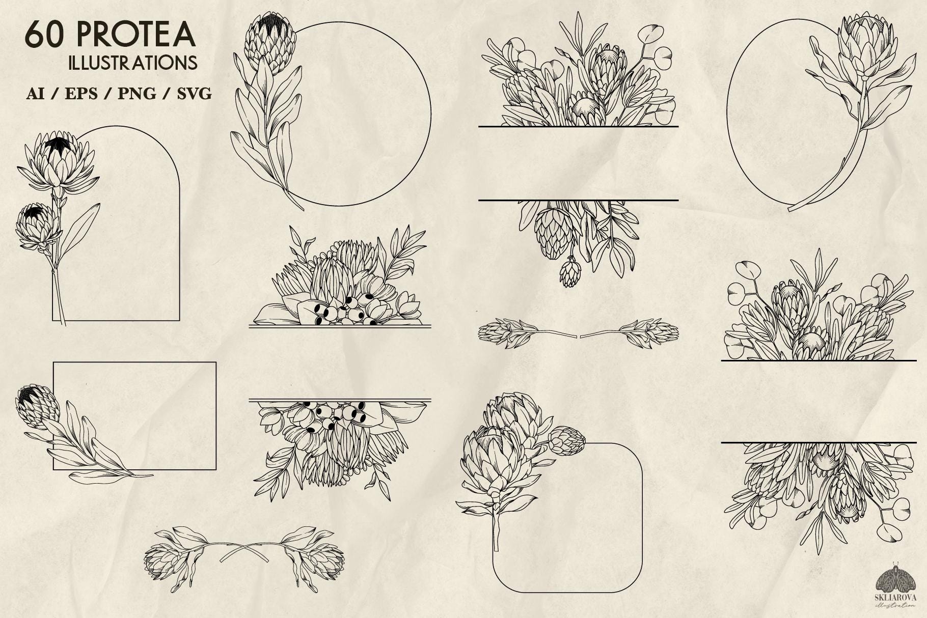 Protea Svg Bundle Line Drawing Protea Flowers Svg Frame Border Svg ...