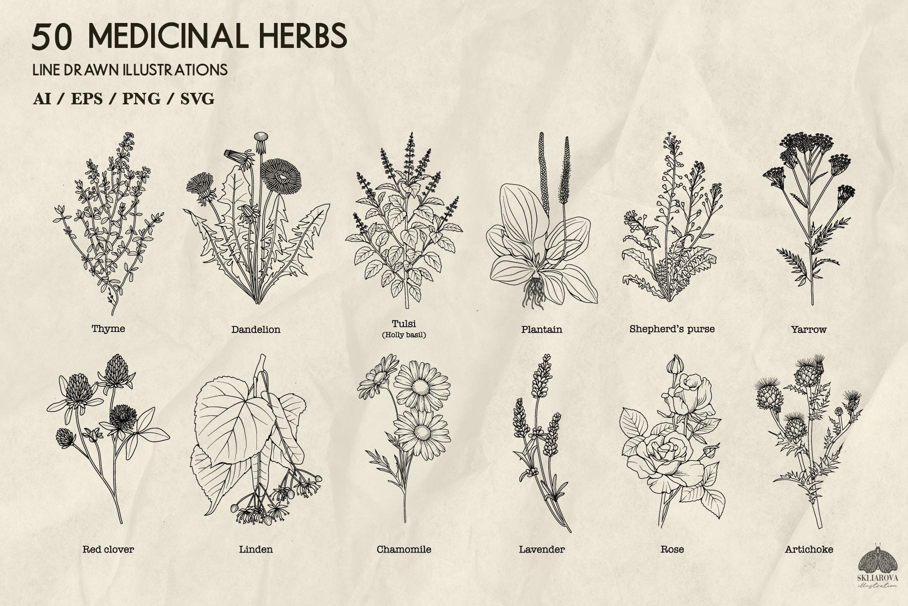 Medicinal Herbs Svg Bundle Line Drawing Healing Plants Png Svg ...