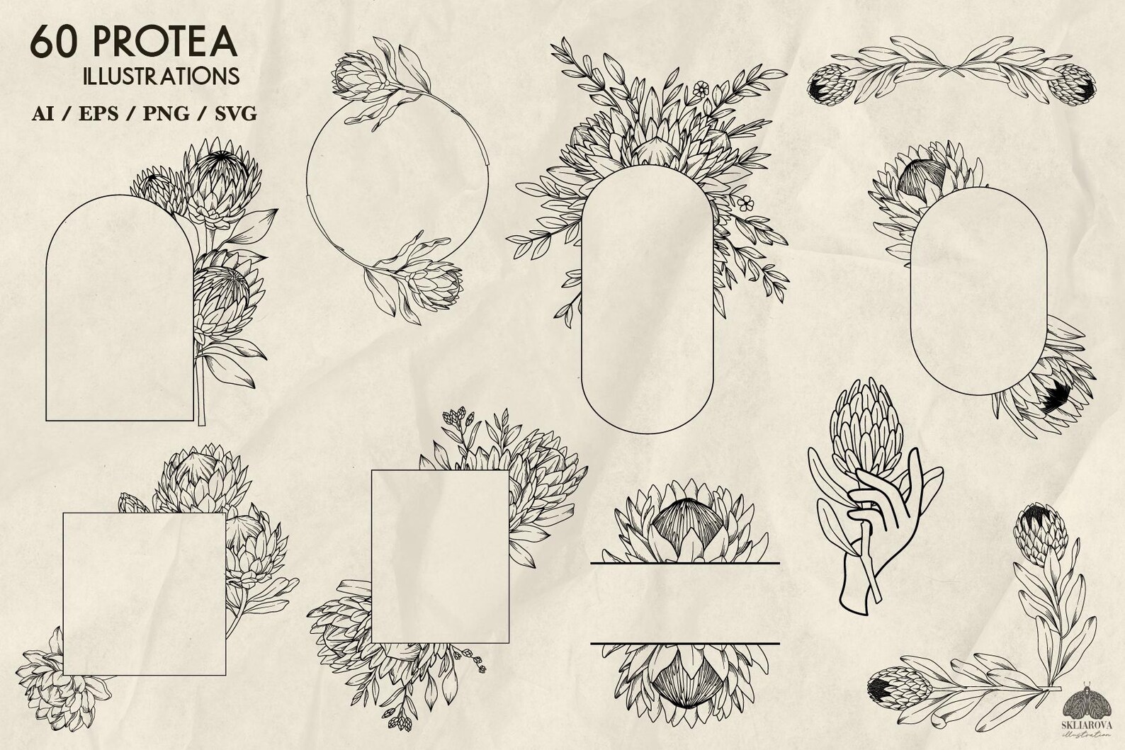 Protea Svg Bundle Line Drawing Protea Flowers Svg Frame Border Svg ...