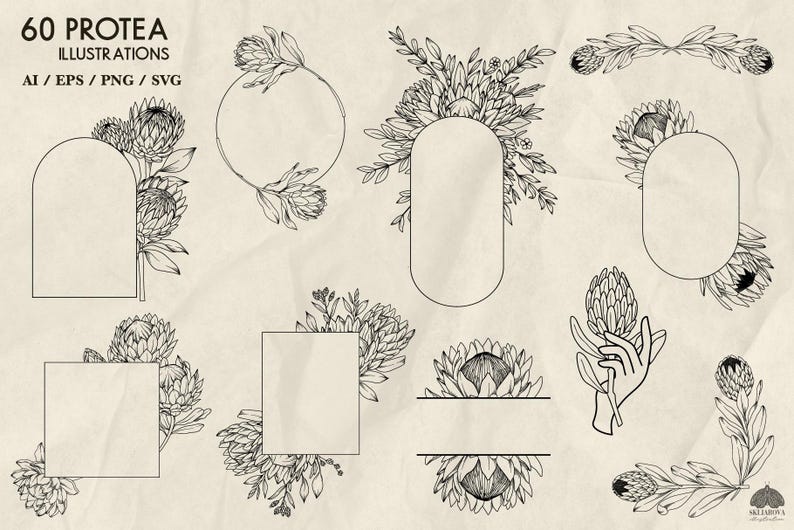 Protea Svg Bundle Line Drawing Protea Flowers Svg Frame Border Svg ...