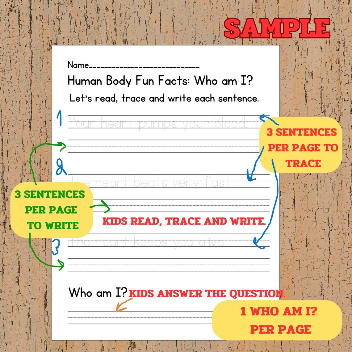 Human Body Fun Facts Handwriting Practice, Body Parts Learning ...