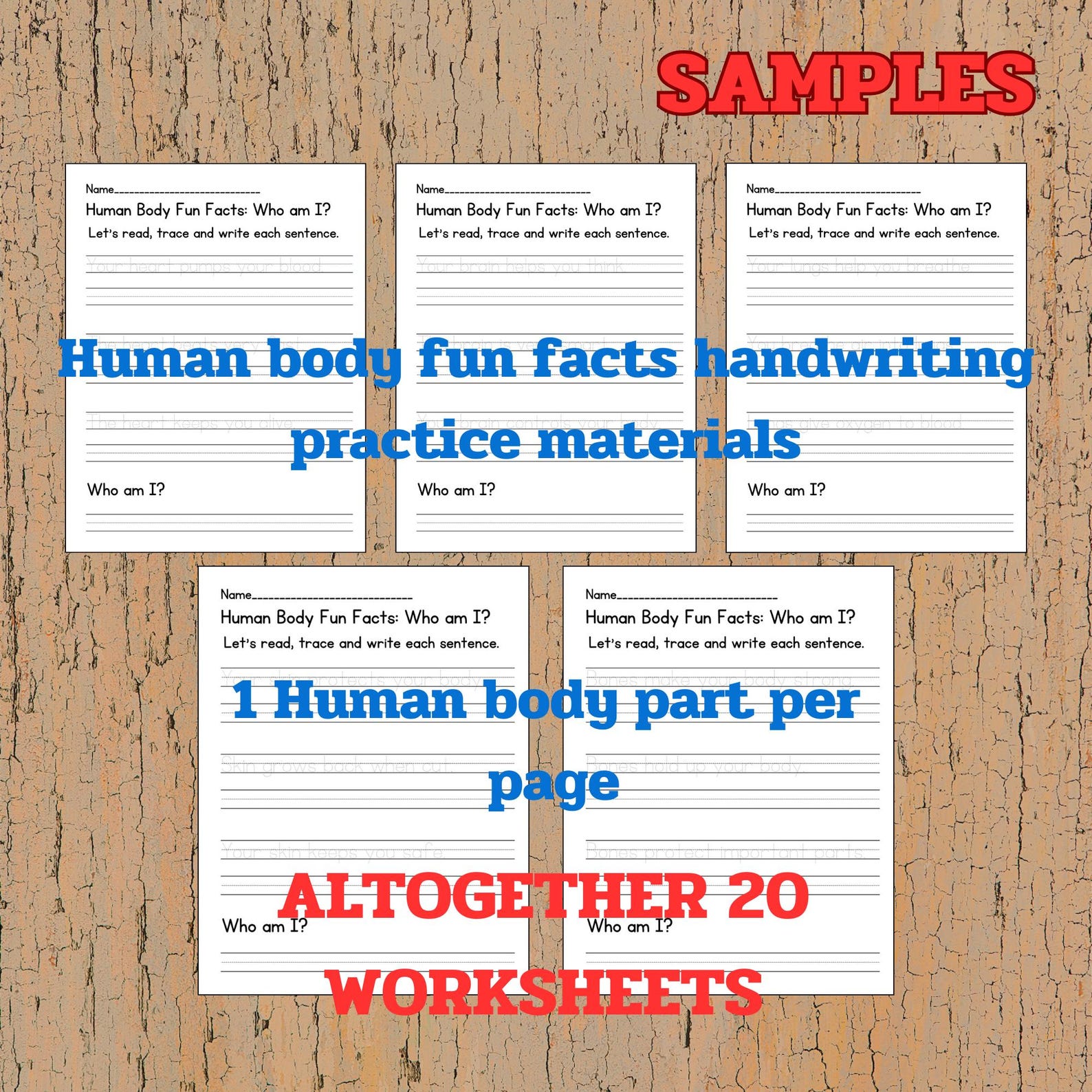 Human Body Fun Facts Handwriting Practice, Body Parts Learning ...