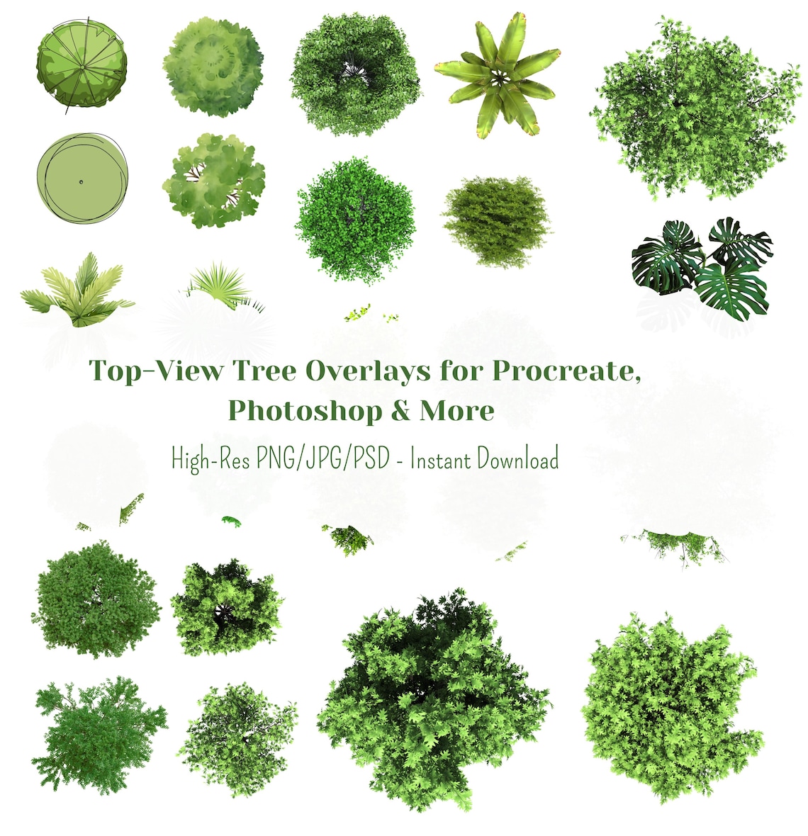 25 Top-view Tree Overlays for Procreate, Photoshop & More High-res PNG ...