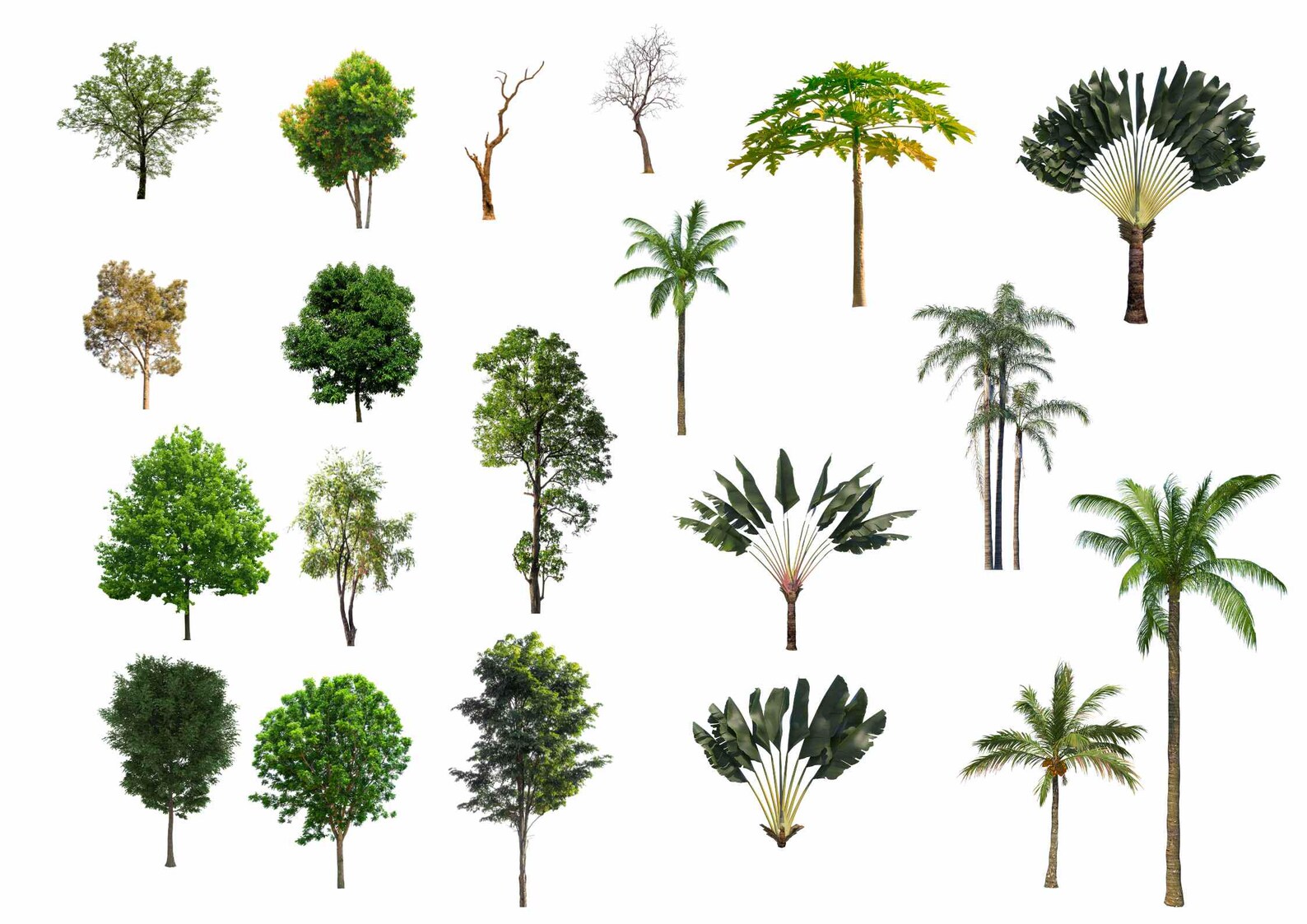 Procreate: 177 Trees and Plants PNG, Exclusive Collection of Cutouts ...