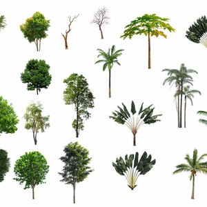 Procreate: 177 Trees and Plants PNG, Exclusive Collection of Cutouts ...