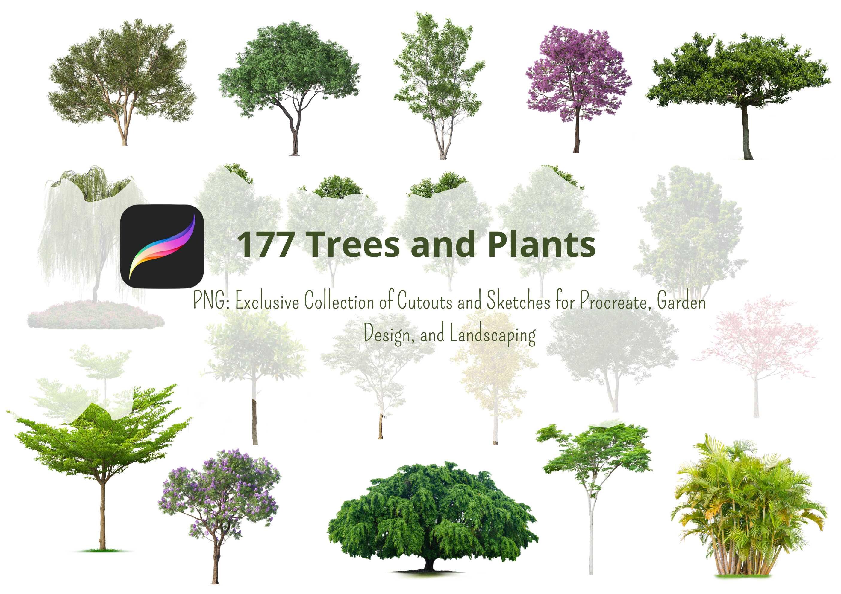 Procreate: 177 Trees and Plants PNG, Exclusive Collection of Cutouts ...