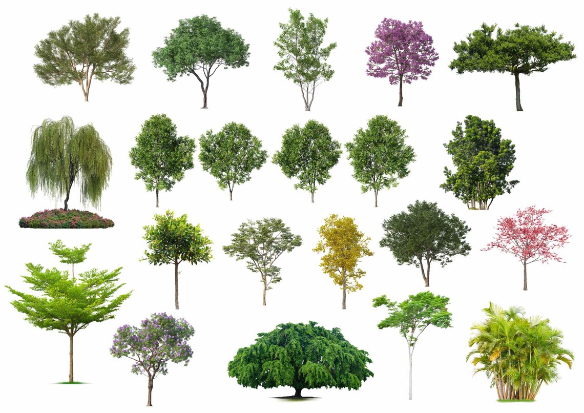 Procreate: 177 Trees and Plants PNG, Exclusive Collection of Cutouts ...