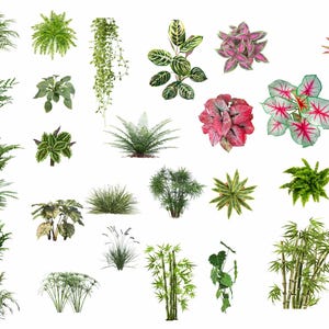 Procreate: 177 Trees and Plants PNG, Exclusive Collection of Cutouts ...