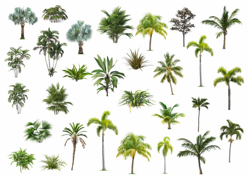 Procreate: 177 Trees and Plants PNG, Exclusive Collection of Cutouts ...
