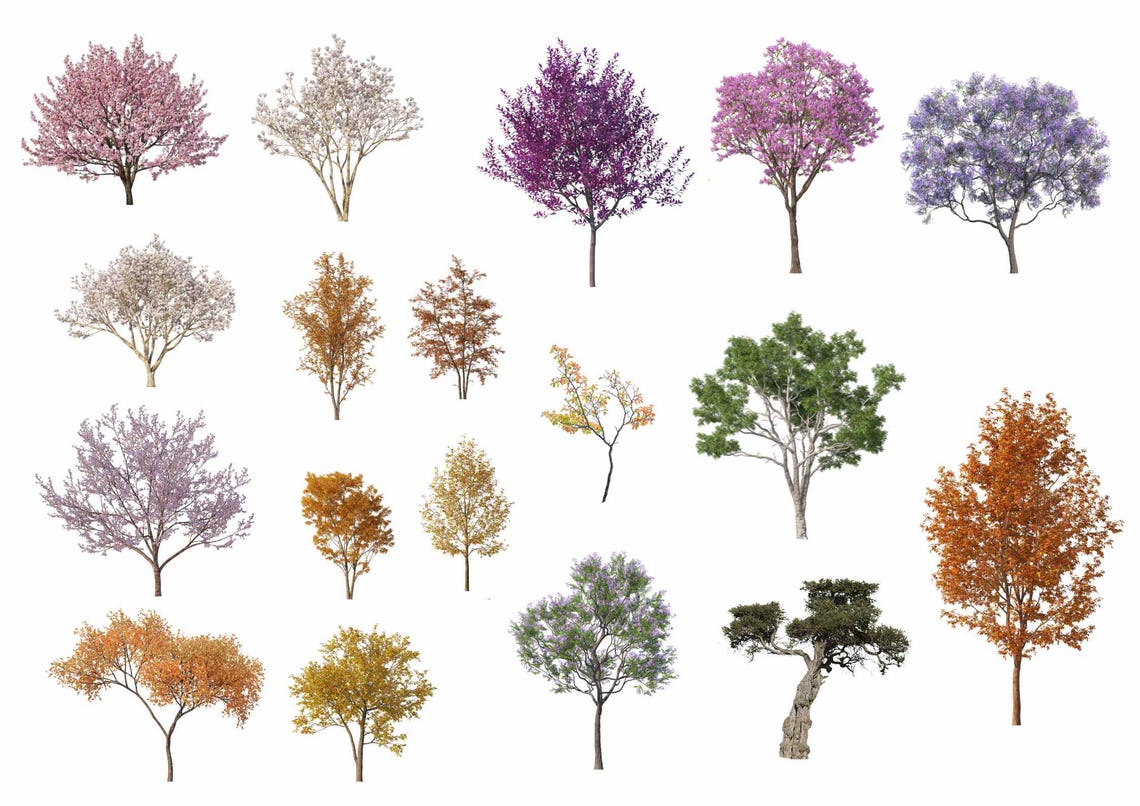 Procreate: 177 Trees and Plants PNG, Exclusive Collection of Cutouts ...