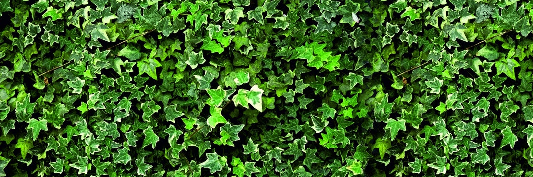 Custom Privacy Screen Green Ivy, Yard Art Outdoor Decor Garden, Wall ...