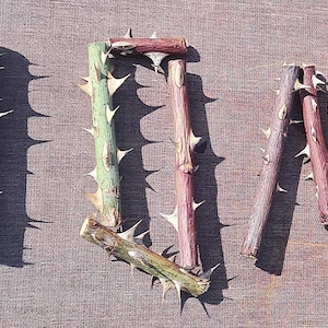 Wild Rose Stems Whit Thorns for Crafts and Home Decor Branches Whit ...
