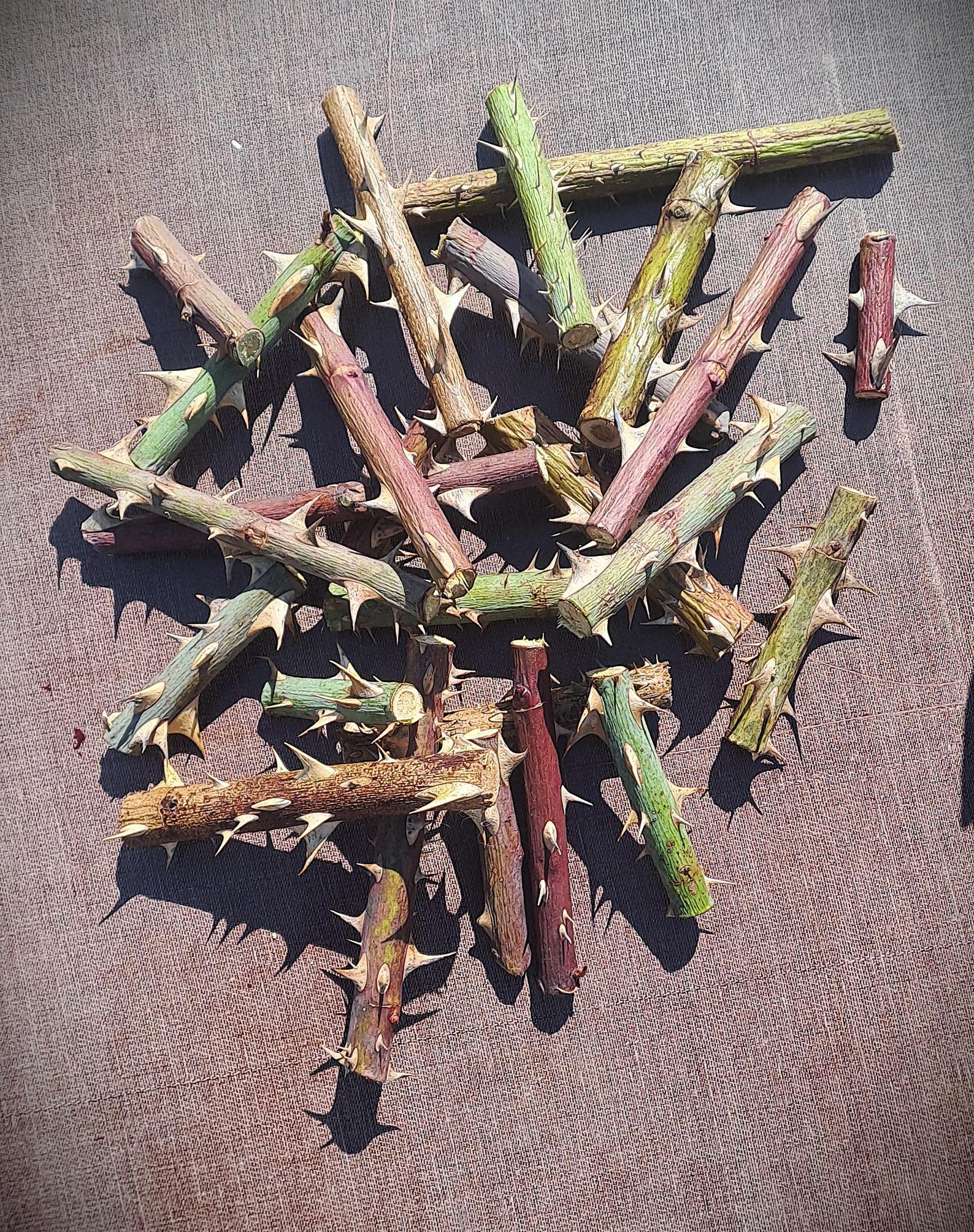 Wild Rose Stems Whit Thorns for Crafts and Home Decor Branches Whit ...