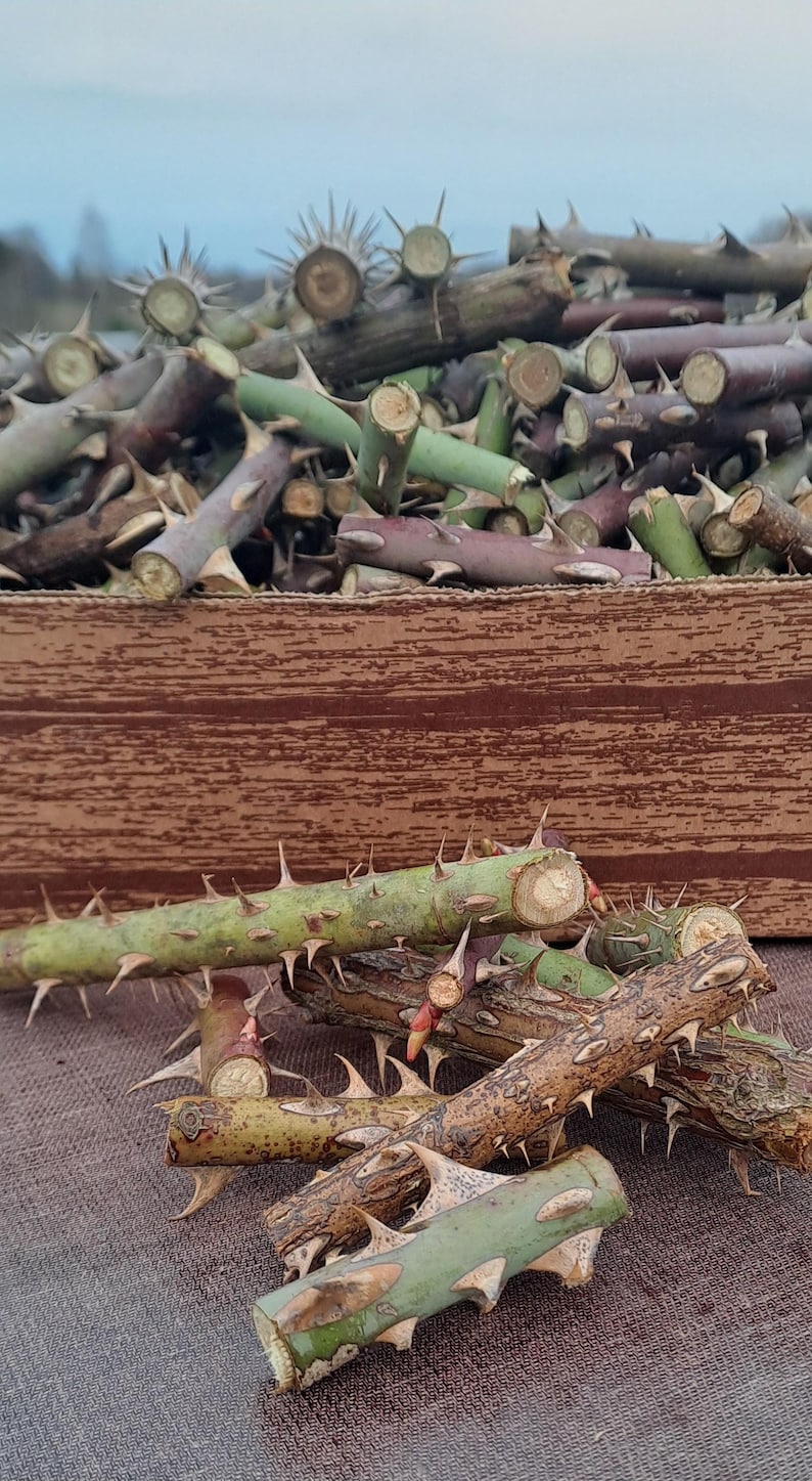 Wild Rose Stems Whit Thorns for Crafts and Home Decor Branches Whit ...