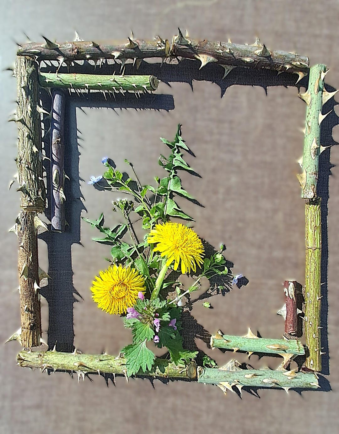 Wild Rose Stems Whit Thorns for Crafts and Home Decor Branches Whit ...