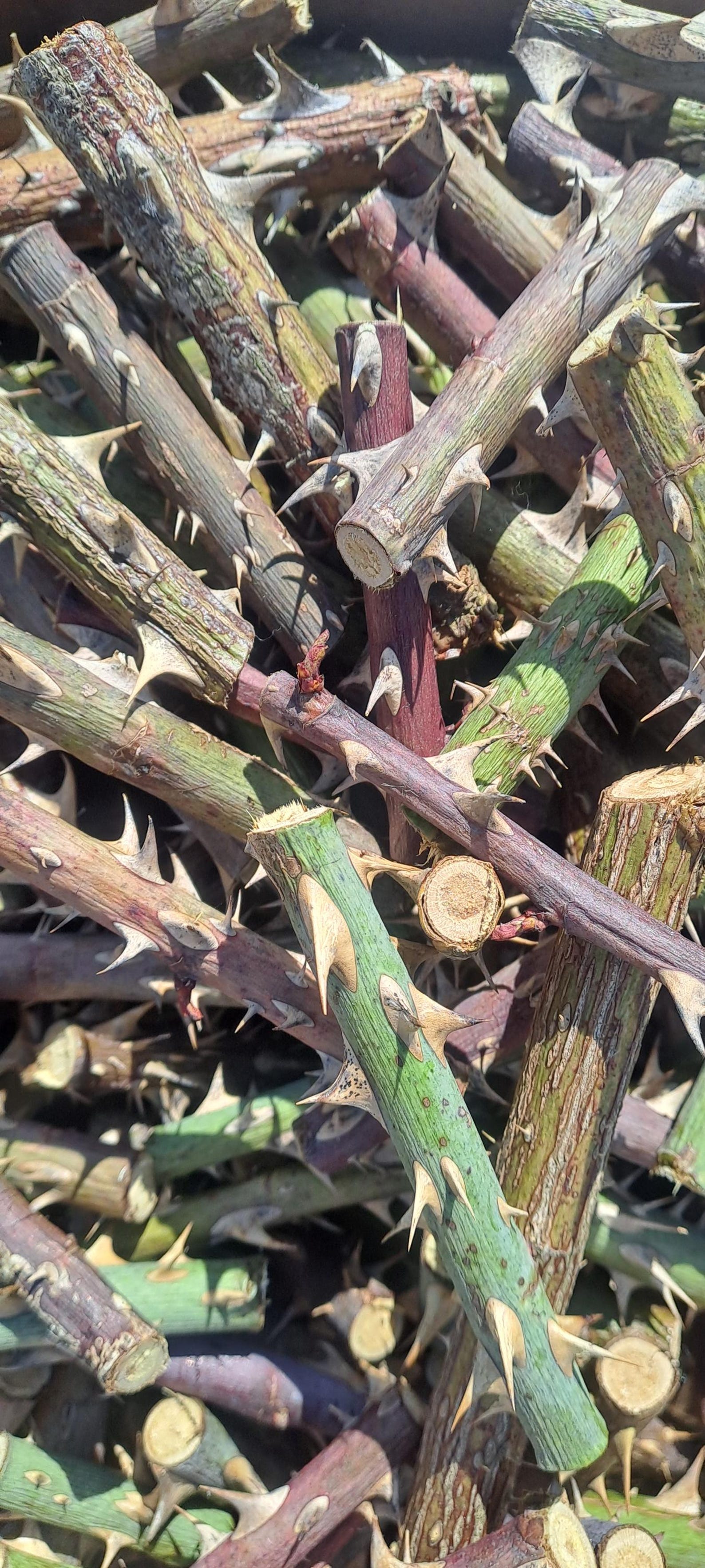 Wild Rose Stems Whit Thorns for Crafts and Home Decor Branches Whit ...