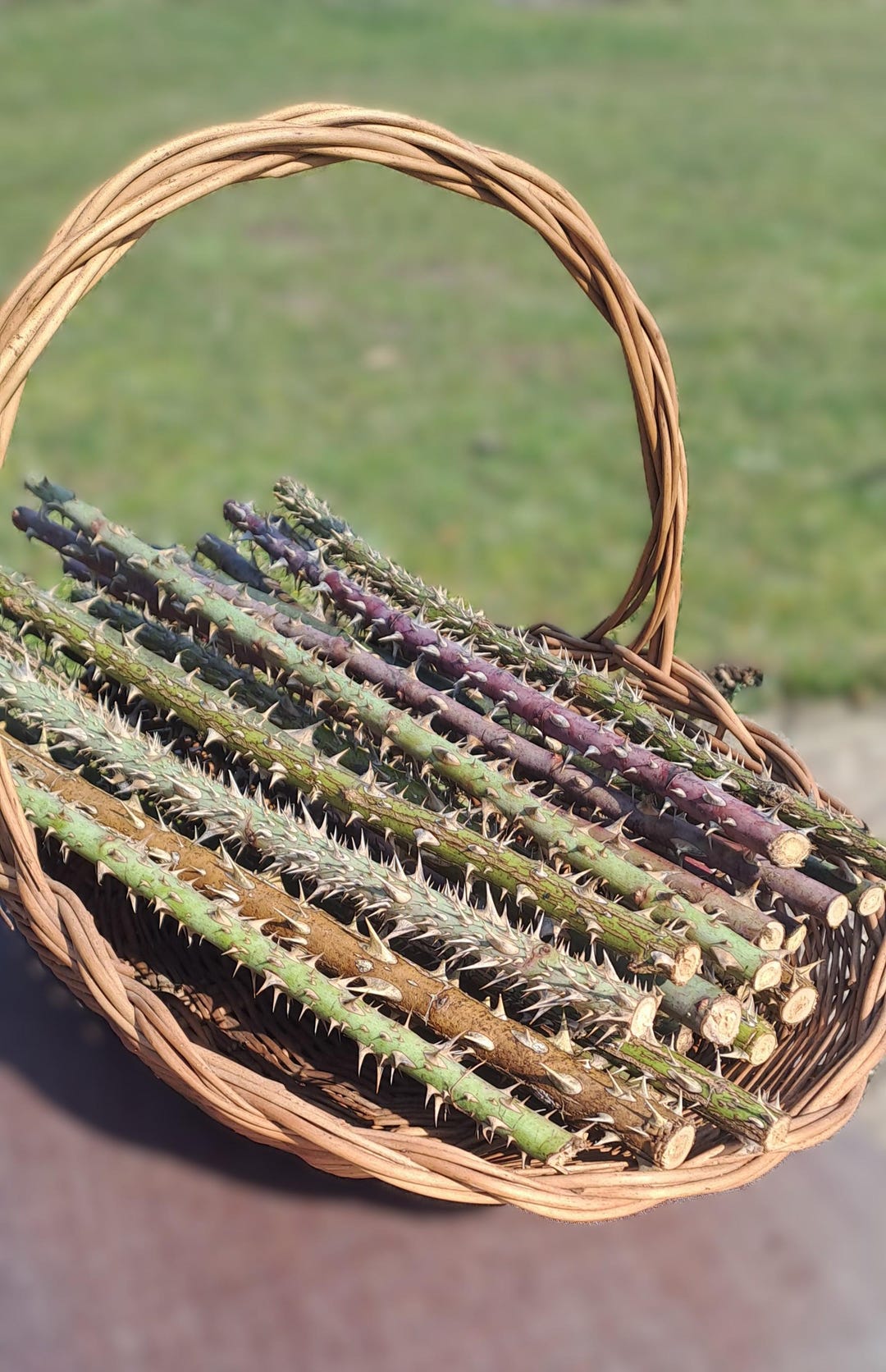 Wild Rose Stems Whit Thorns for Vase and Home Decor Branches Whit ...
