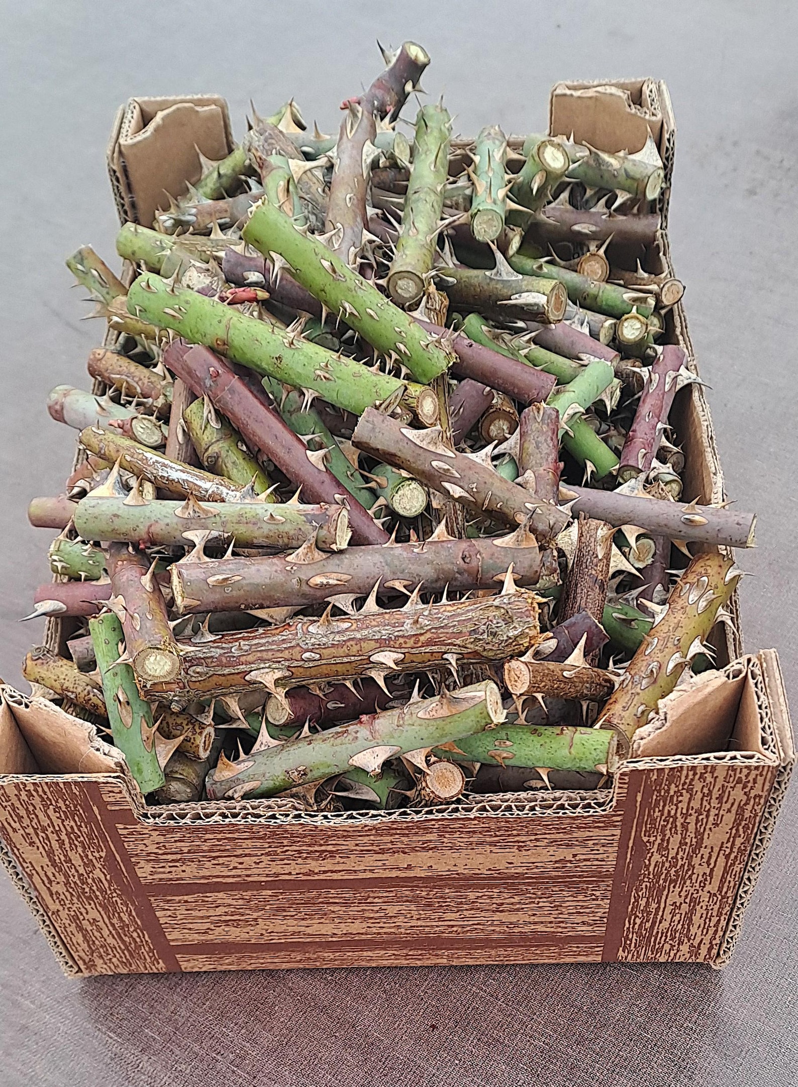 Wild Rose Stems Whit Thorns for Crafts and Home Decor Branches Whit ...