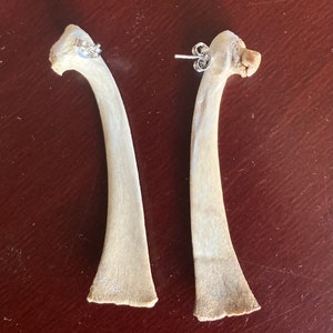 Rib Bone Stud Earrings. Real Animal Bone Earrings. Handmade Nature ...