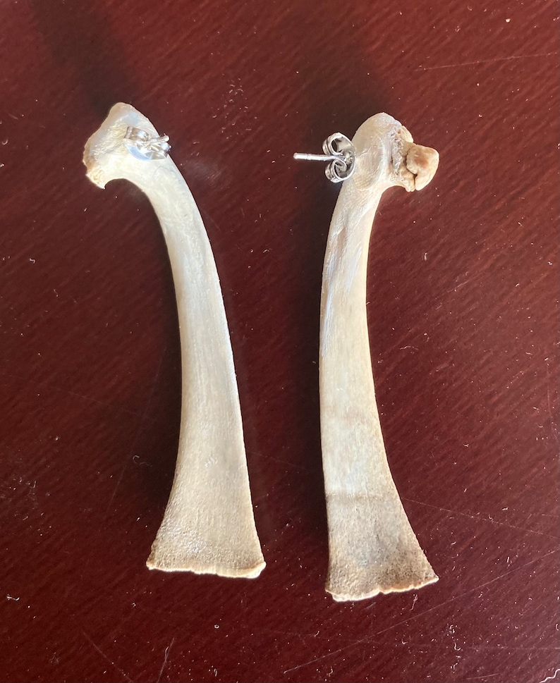 Rib Bone Stud Earrings. Real Animal Bone Earrings. Handmade Nature ...