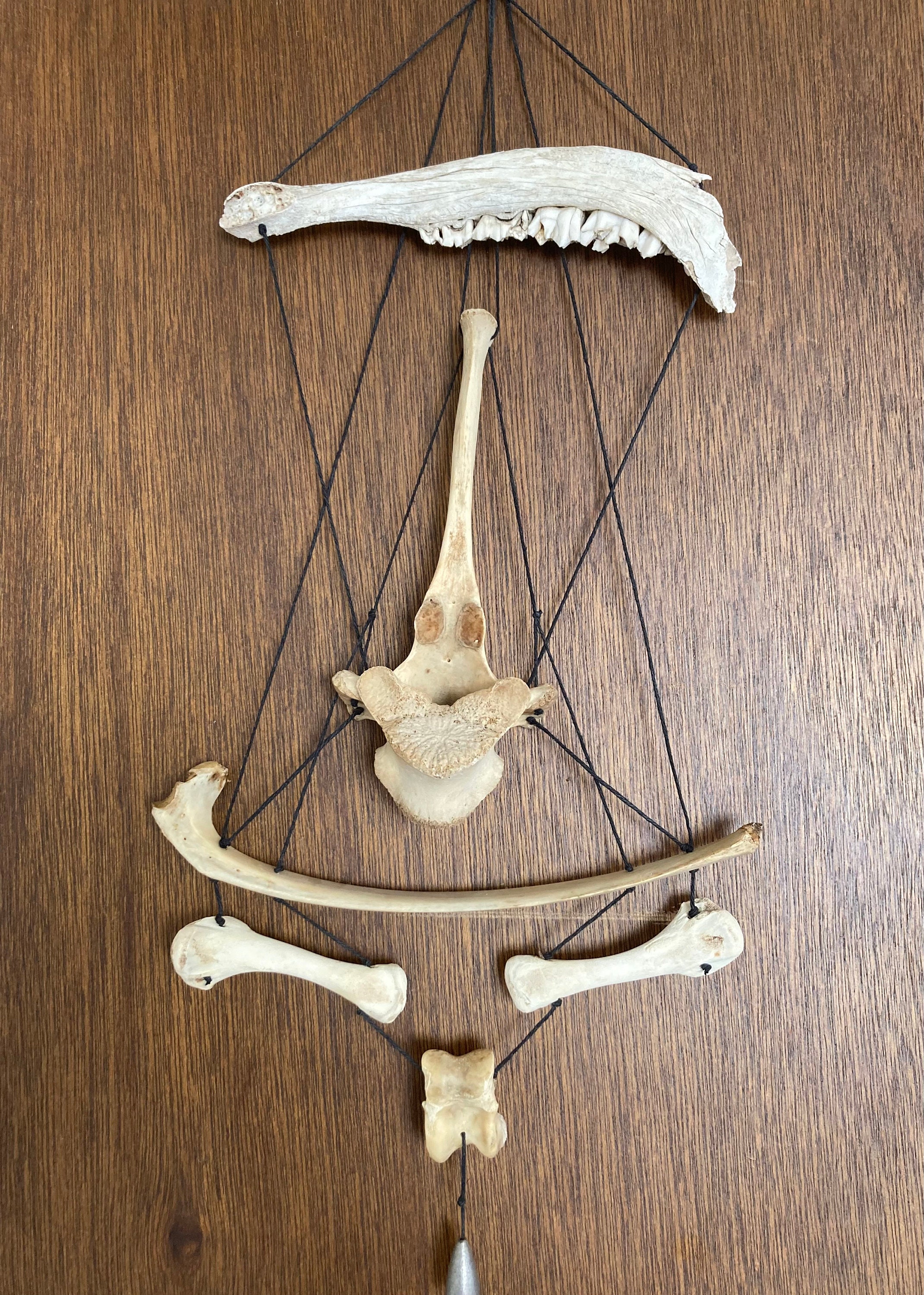 Real Animal Bone Wall Art. Natural Bone. Witchcore. Handmade Art ...